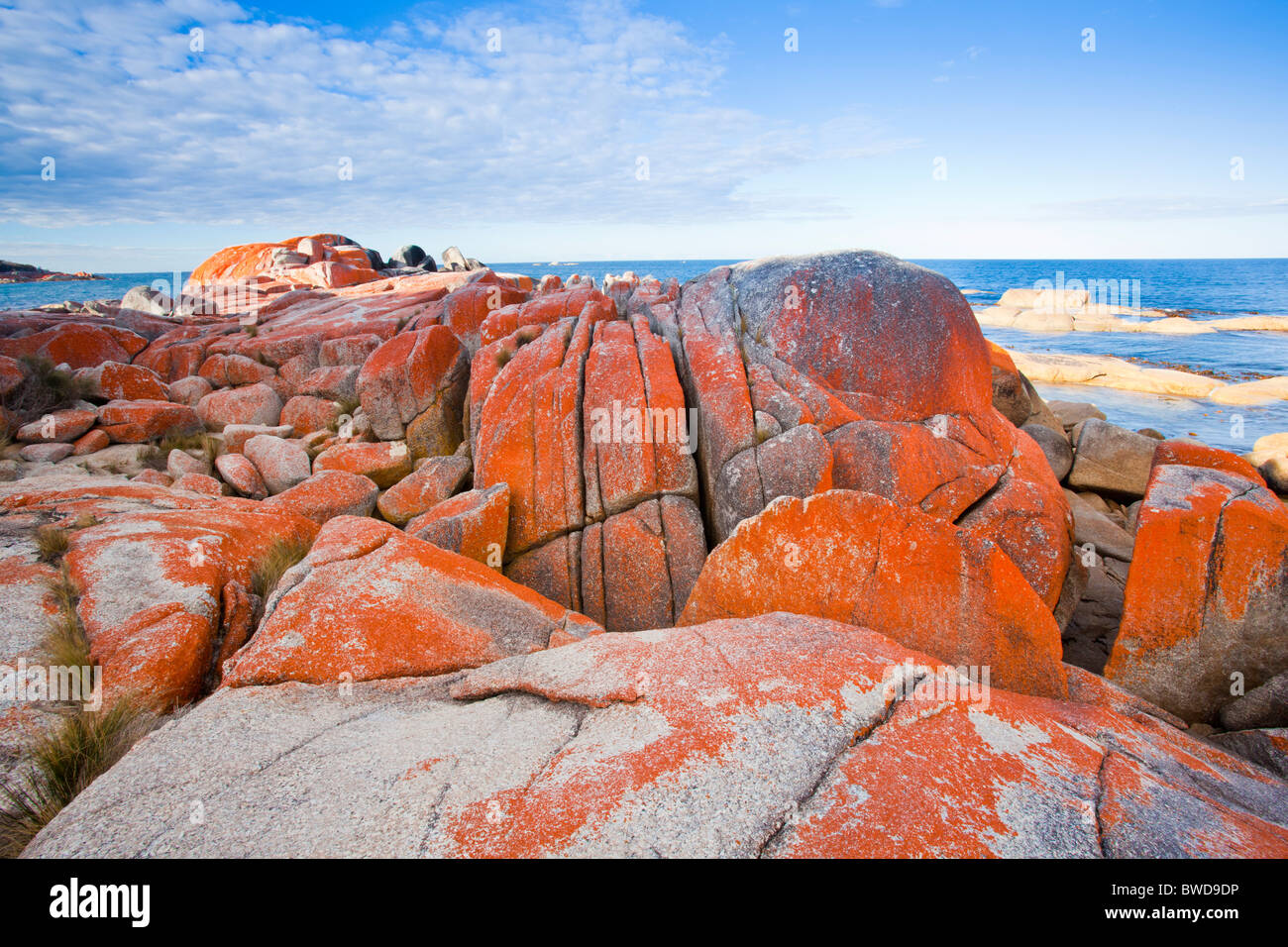 Red lichen covered rocks at Cosy Corner in the Bay of Fires on Tasmania ...