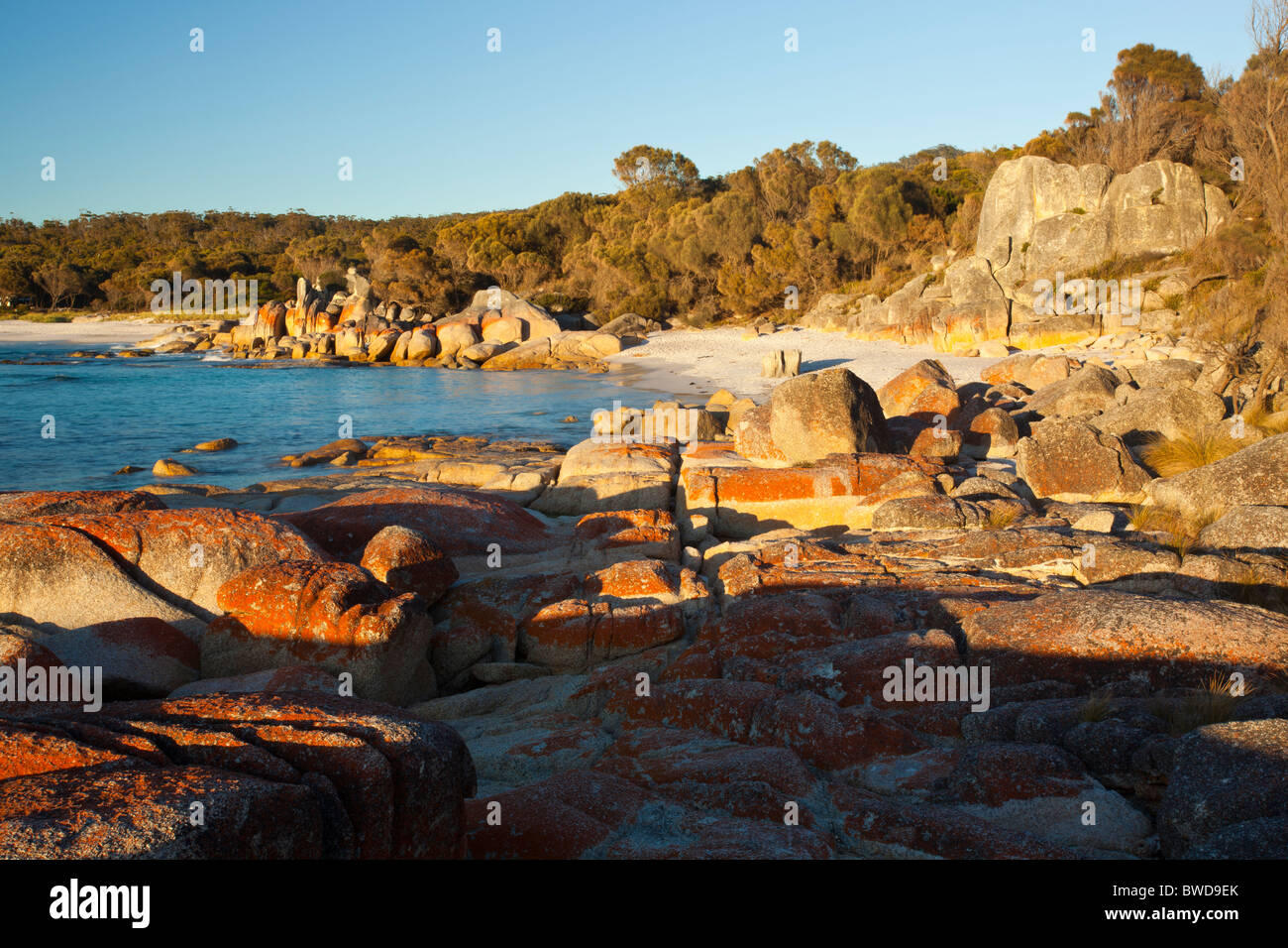 Red lichen covered rocks at Cosy Corner in the Bay of Fires on Tasmania ...