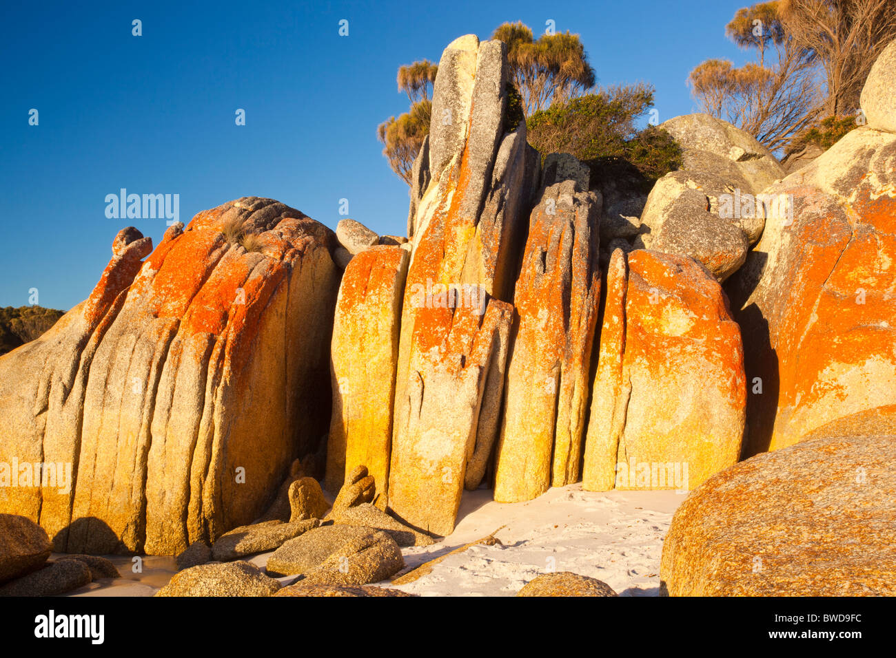 Red lichen covered rocks at Cosy Corner in the Bay of Fires on Tasmania ...