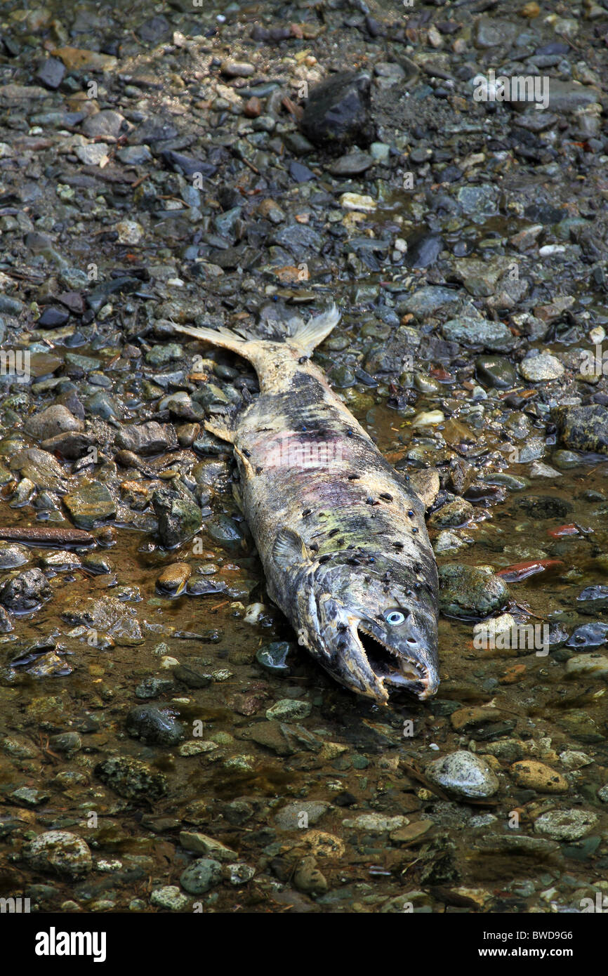 Dead salmon killed by bears, laying along a rivers edge Stock Photo - Alamy