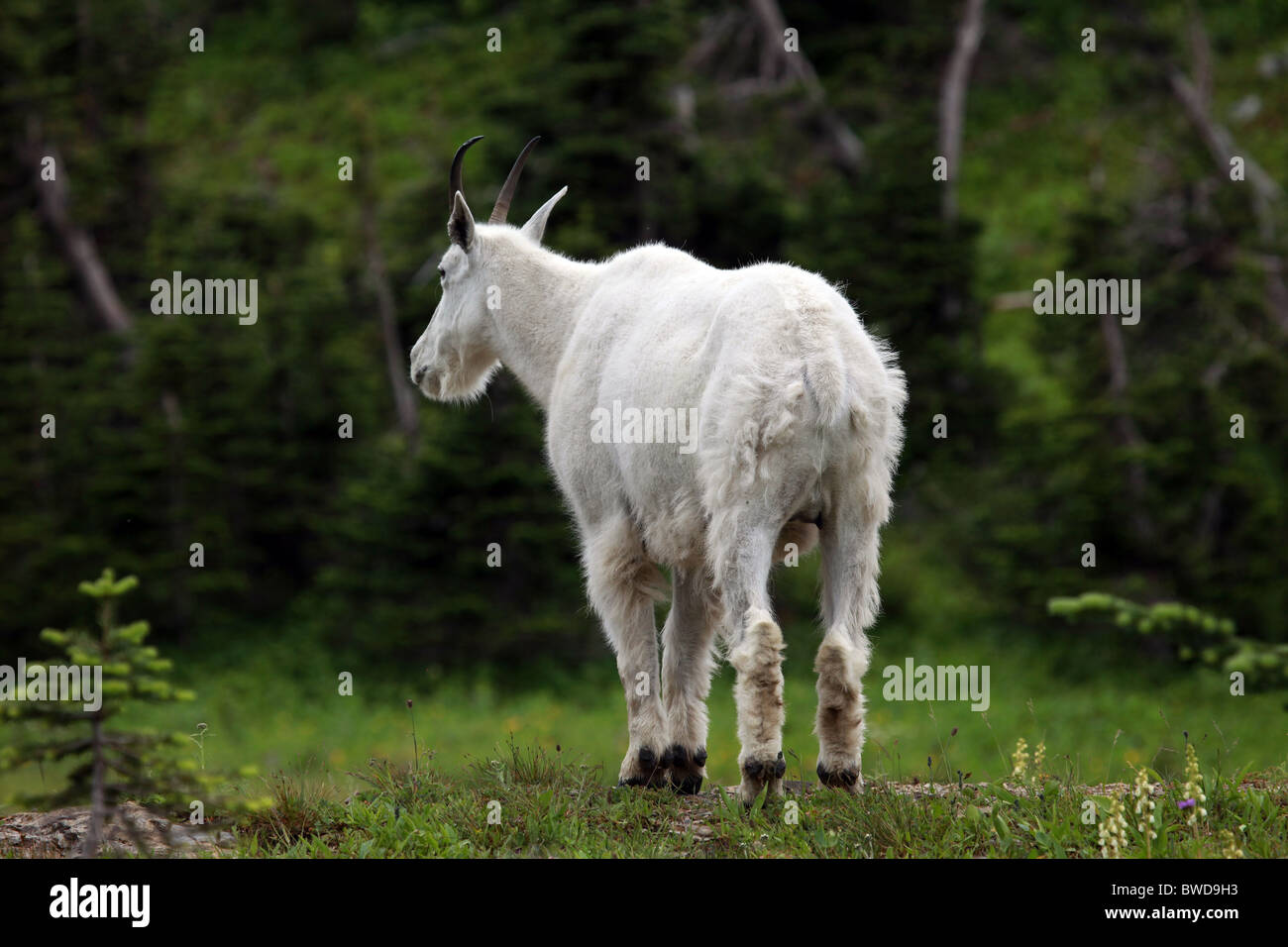 Mountain goat in forest rocky trail in Glacier National Park, Montana ...