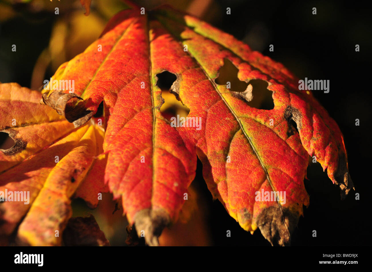 Colorful fall leaf Stock Photo - Alamy