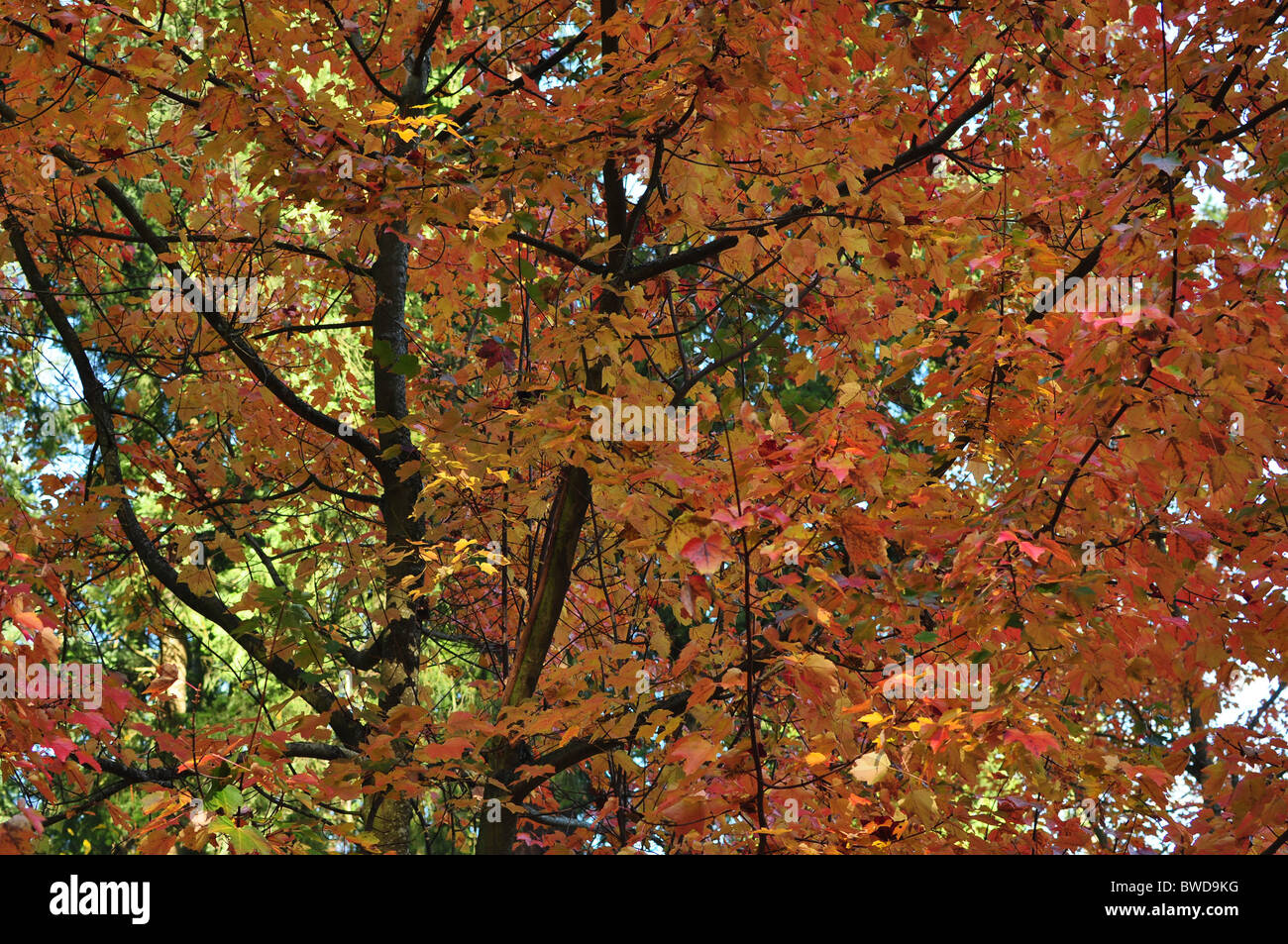 Colourful Autumn Leaves Stock Photo - Alamy
