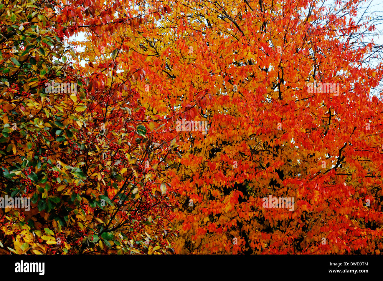 tree laden with berries with brightly coloured autumnal tree behind ...