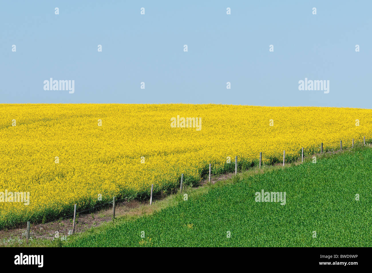 Canola field canada hi-res stock photography and images - Alamy