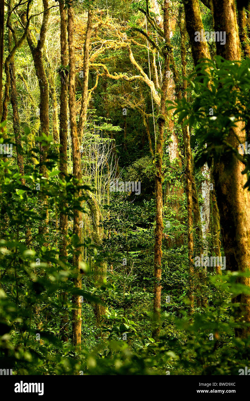 Costa Rica Rainforest. This image was taken in a natural and endangered ...