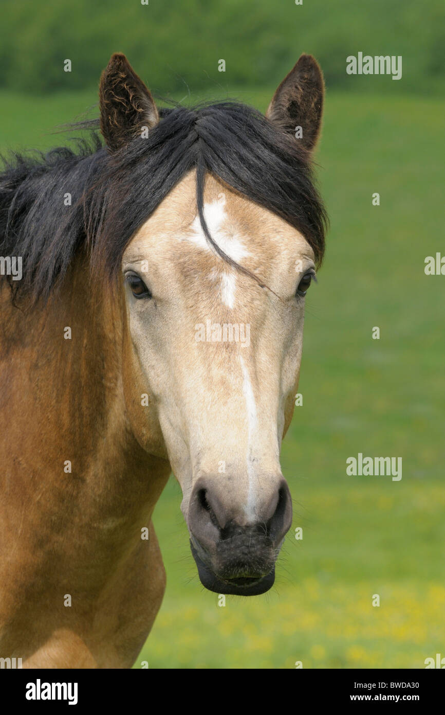 Two years Connemara pony stallion Stock Photo - Alamy