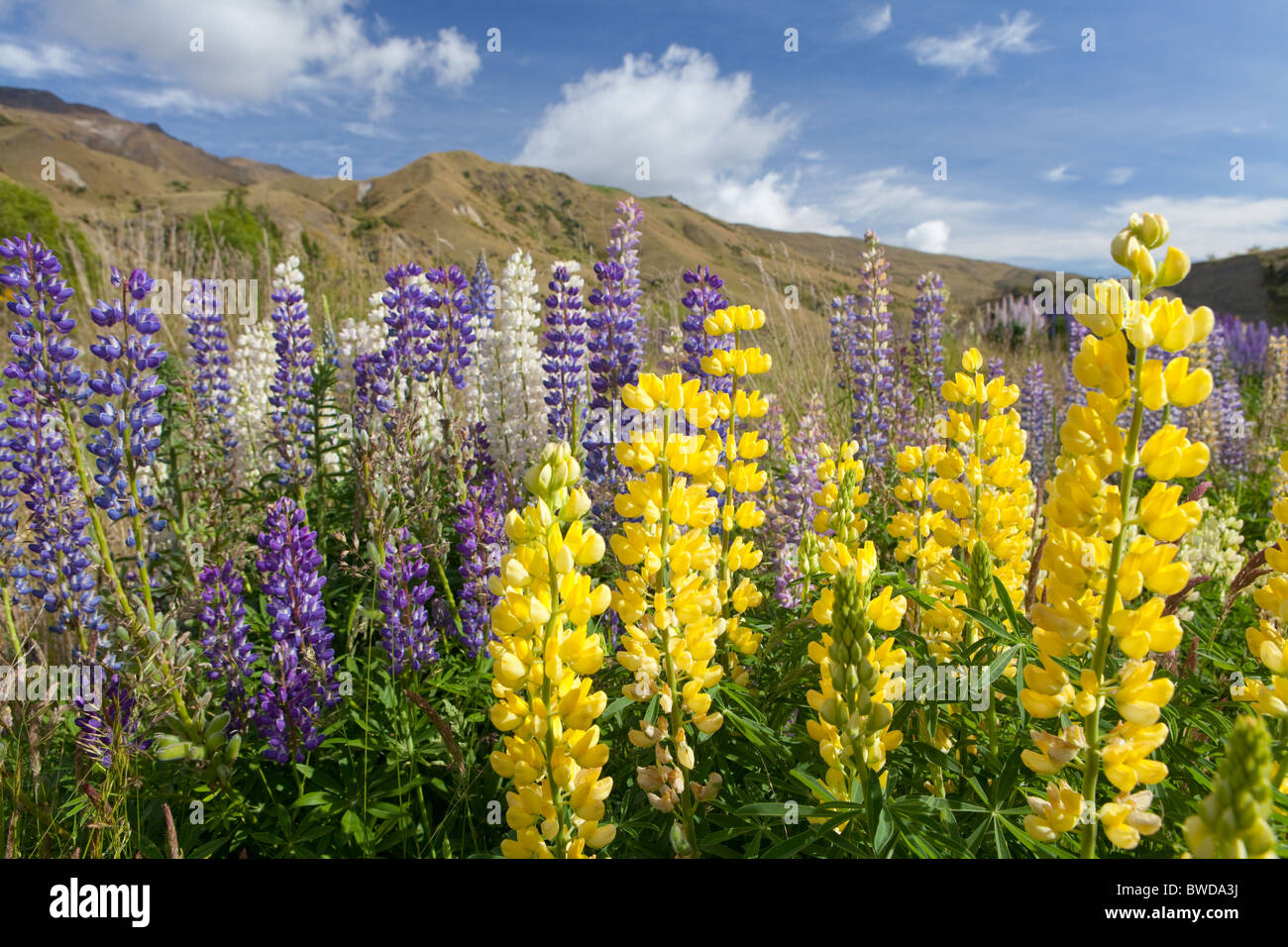 lupins growing at the side of a New Zealand road in the sun. There are ...