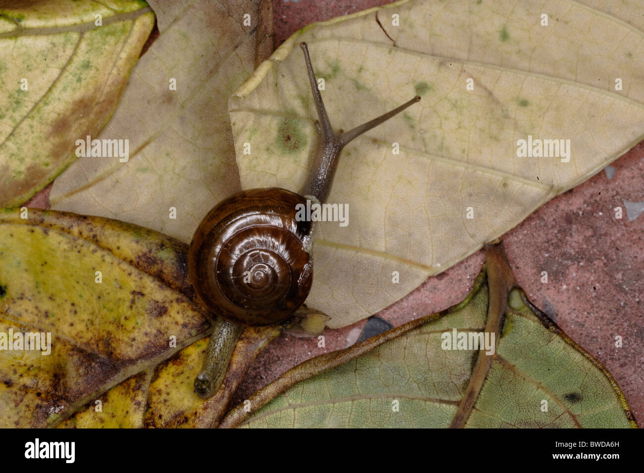 Slow moving insects hi-res stock photography and images - Alamy