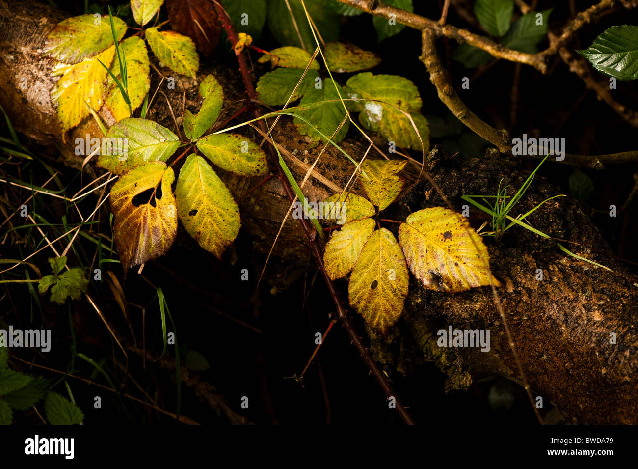 Overgrown with brambles hi-res stock photography and images - Alamy