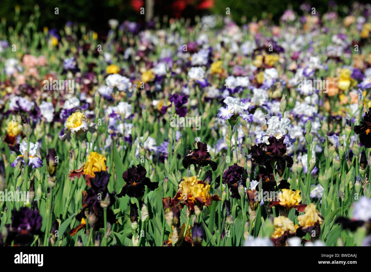 Bearded iris bed hi-res stock photography and images - Alamy