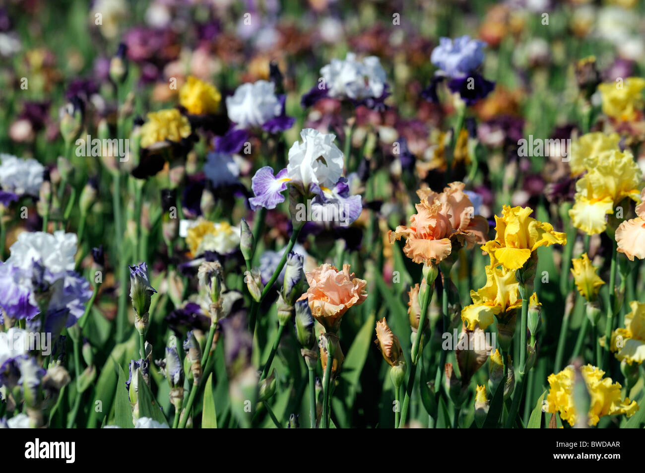 Tall bearded iris irises flowerbed flowers bloom blossom multiple multi ...