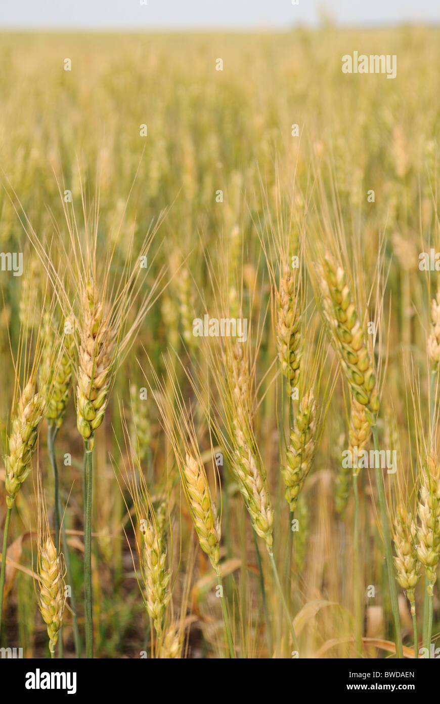 Ukraine wheat fields hi-res stock photography and images - Alamy