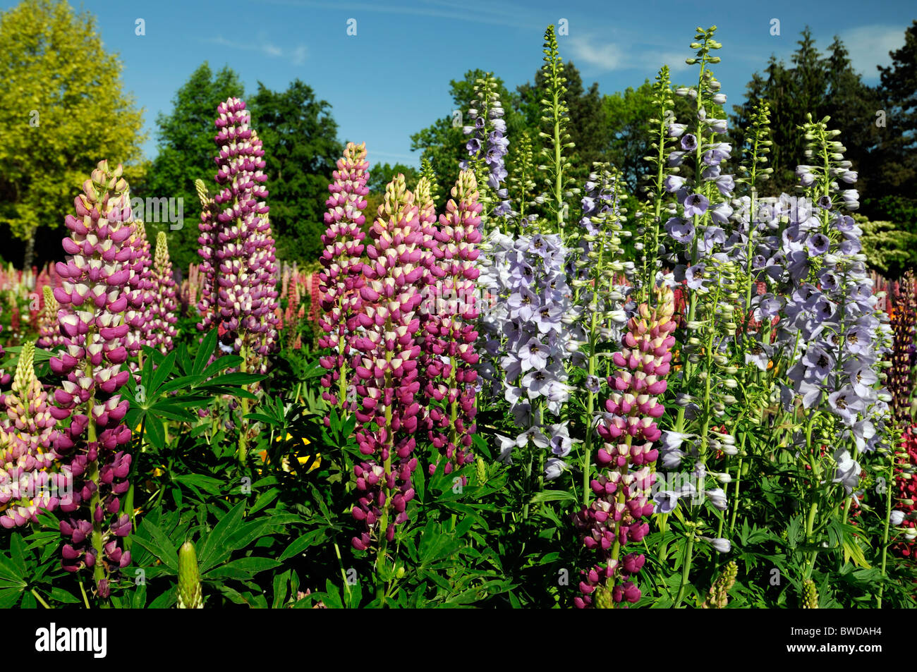 mixed herbaceous perennial flower bed border garden multi multiple ...