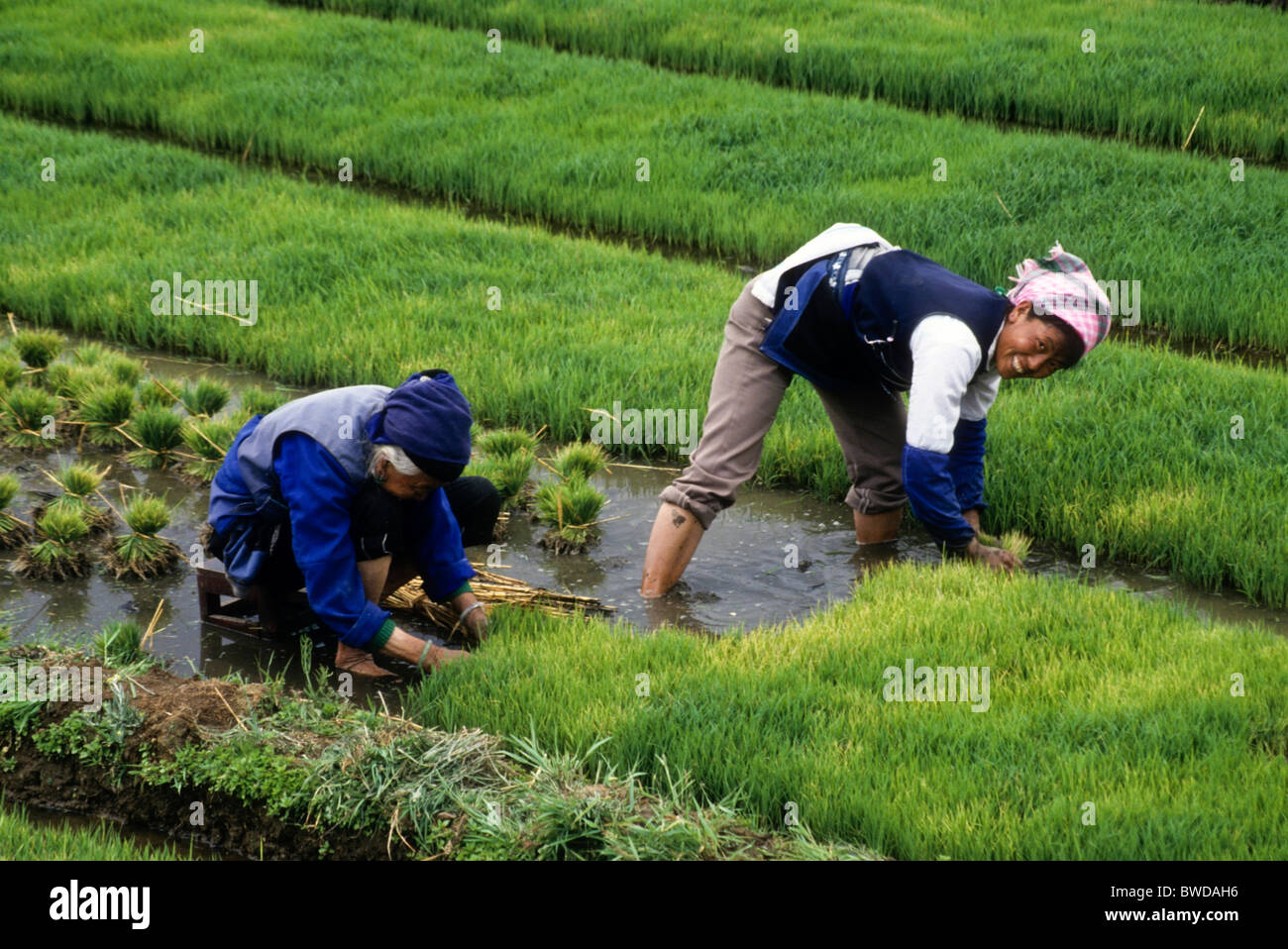 Farmers planting rice, Yunnan, China Stock Photo - Alamy