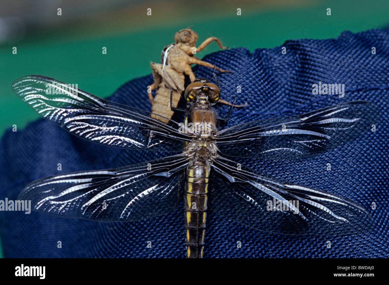 Dragonfly emerging from chrysalis hi-res stock photography and images ...