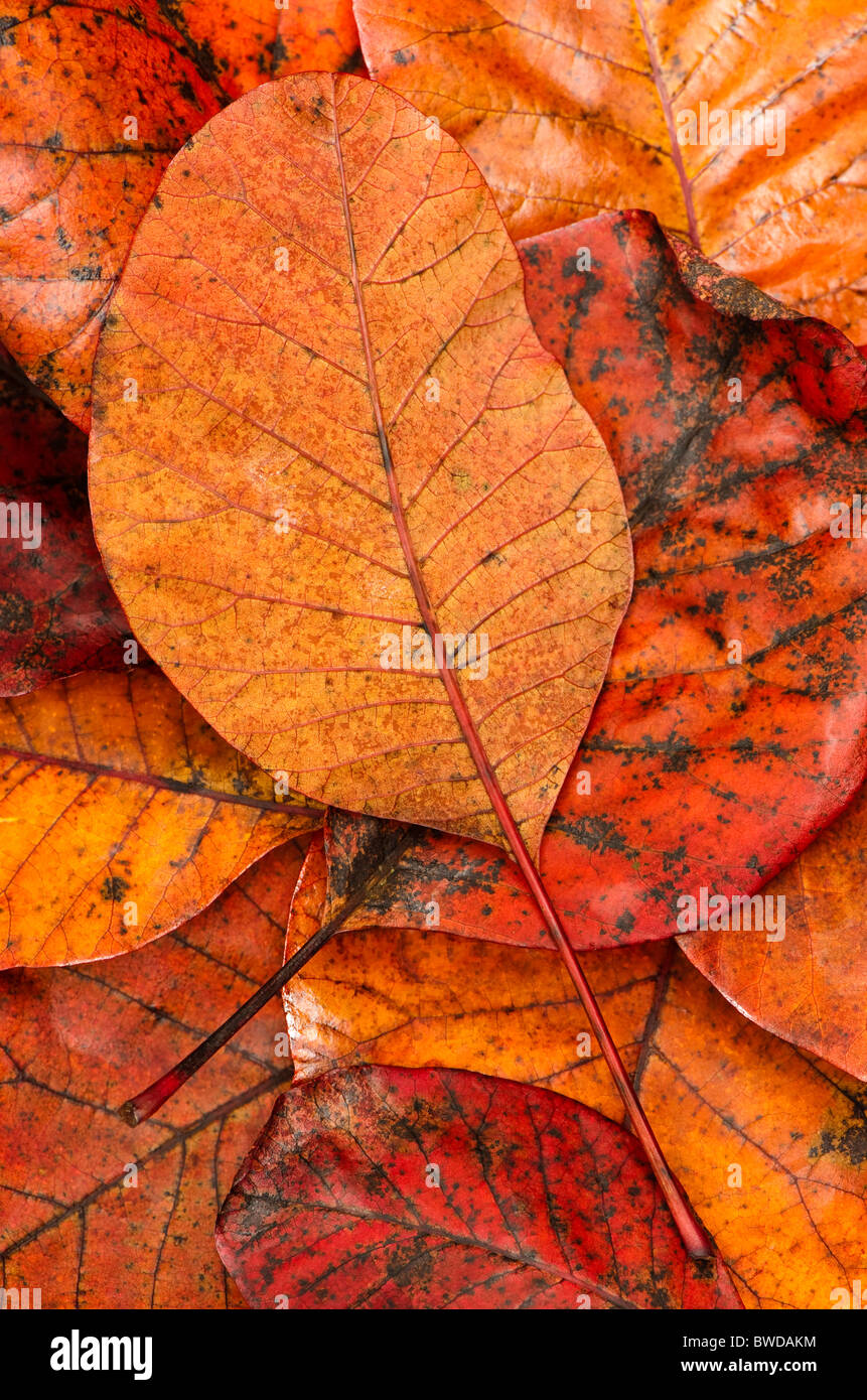 Fallen autumnal Smoketree or Smoke Bush, Cotinus ‘Grace’, leaves Stock ...