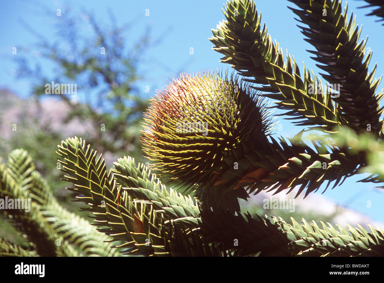 Parque nacional lanin hi-res stock photography and images - Alamy