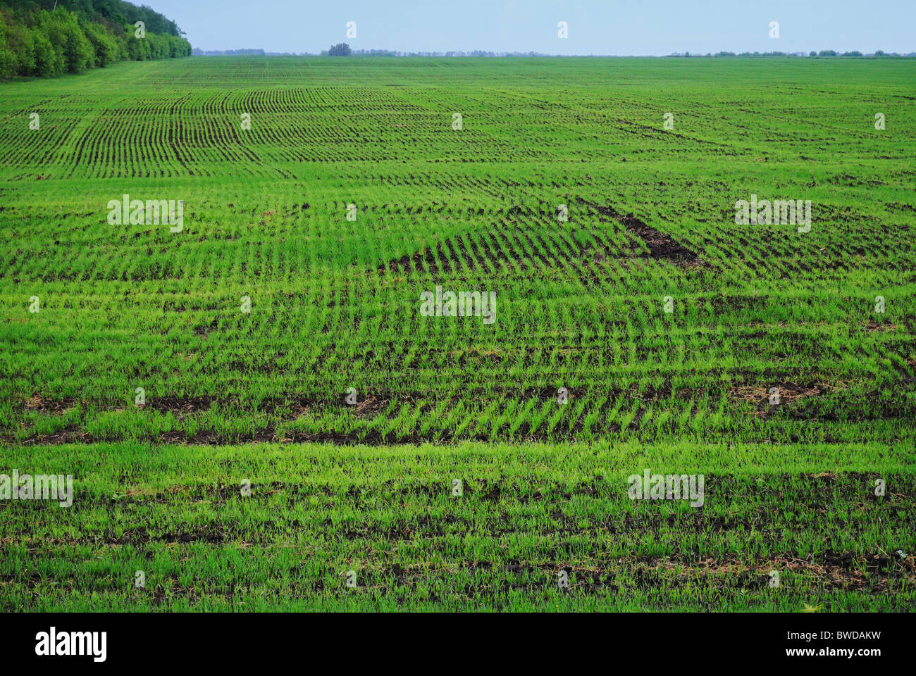 Crops growing in a spring field Stock Photo - Alamy