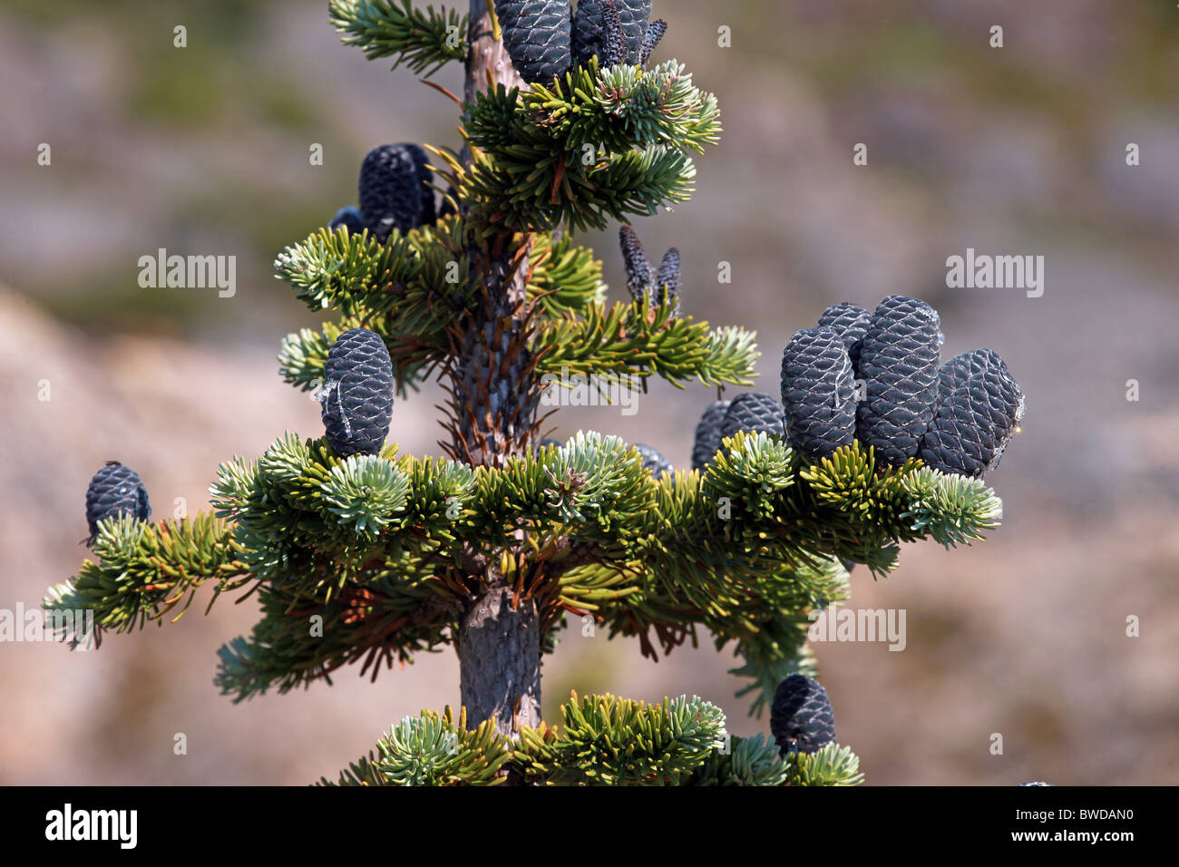 Subalpine fir hi-res stock photography and images - Alamy