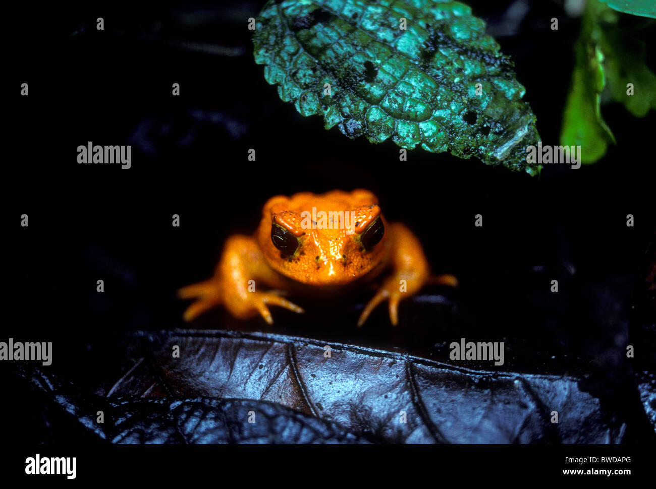 Golden Toad High Resolution Stock Photography and Images - Alamy