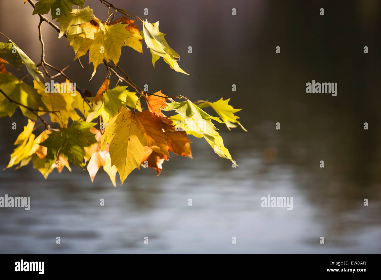 Branch from maple tree hangs out over the water Stock Photo - Alamy