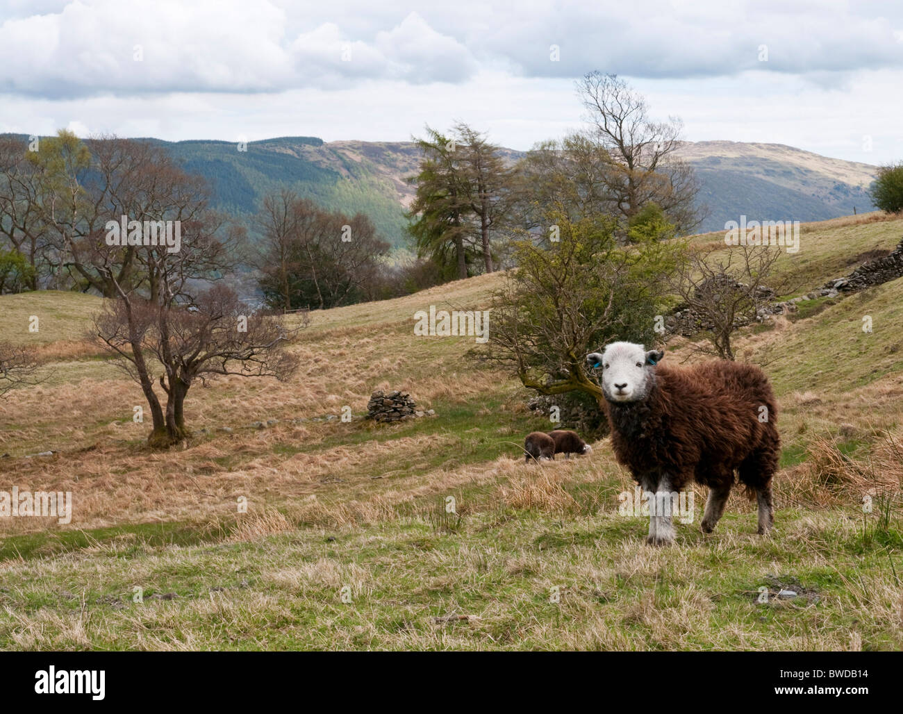 Herdwick sheep at Coniston, Lake District, Cumbria, UK Stock Photo - Alamy