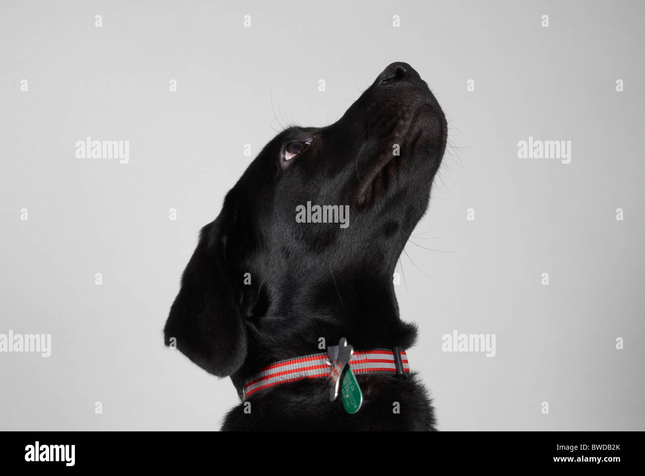 Smooth haired Labrador retriever called Boo (18 weeks old Stock Photo ...