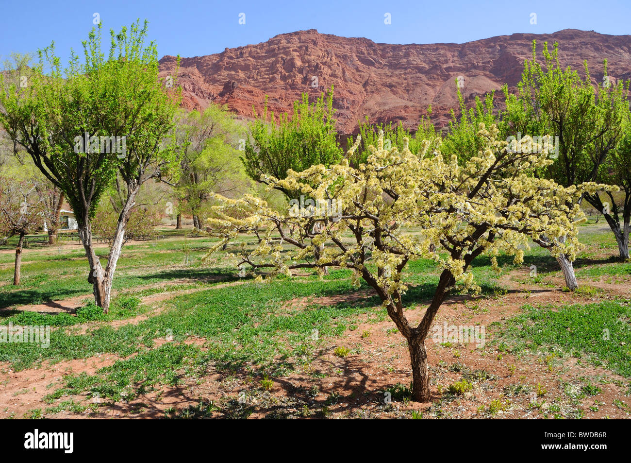 Fruit Orchard at Historic Lonely Dell Ranch Stock Photo - Alamy