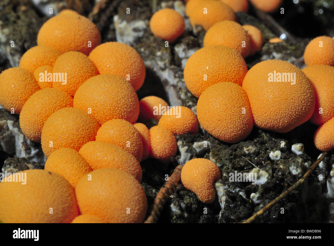 Lycogala hi-res stock photography and images - Alamy