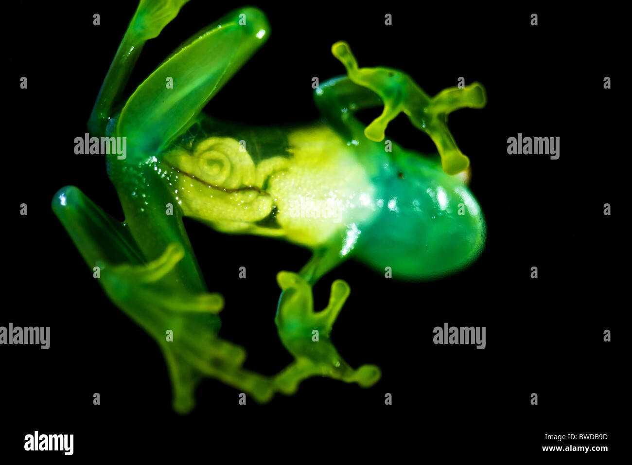 Glass tree frog in natural environment. Due to the translucent skin ...