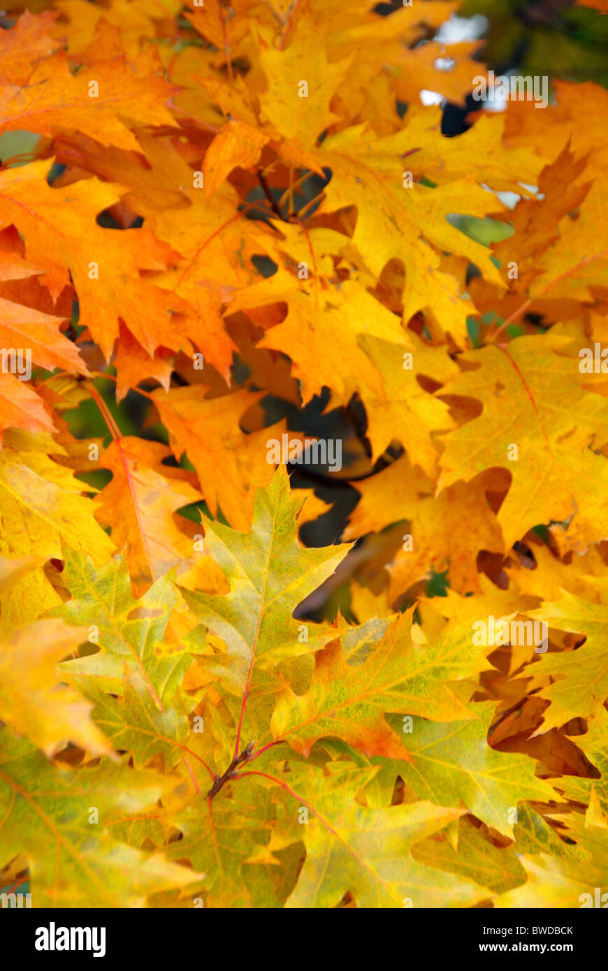 Eichenlaub hi-res stock photography and images - Alamy