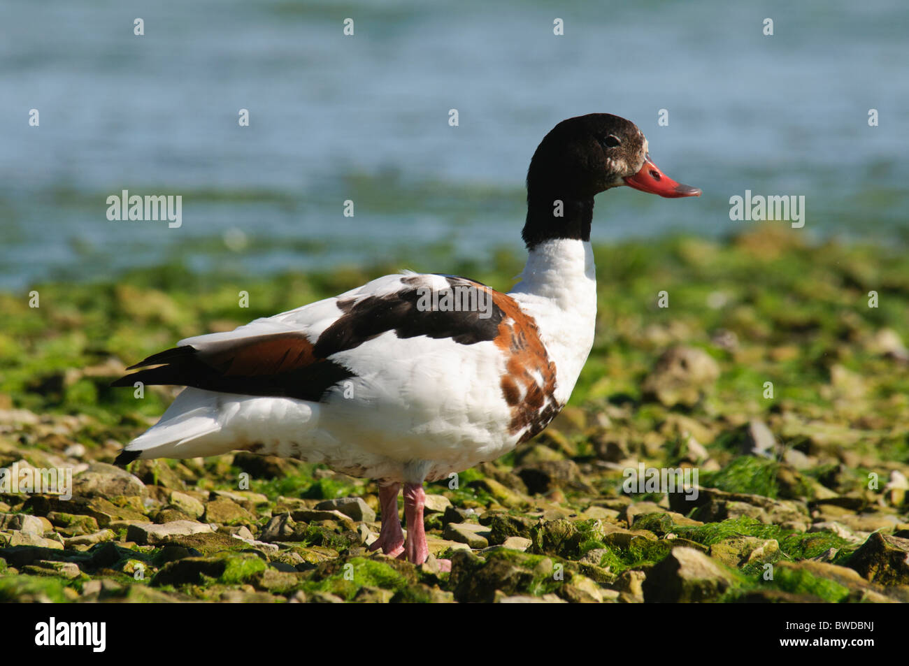 Common Shelduck Tadorna tadorna female standing on shingle beach Stock ...