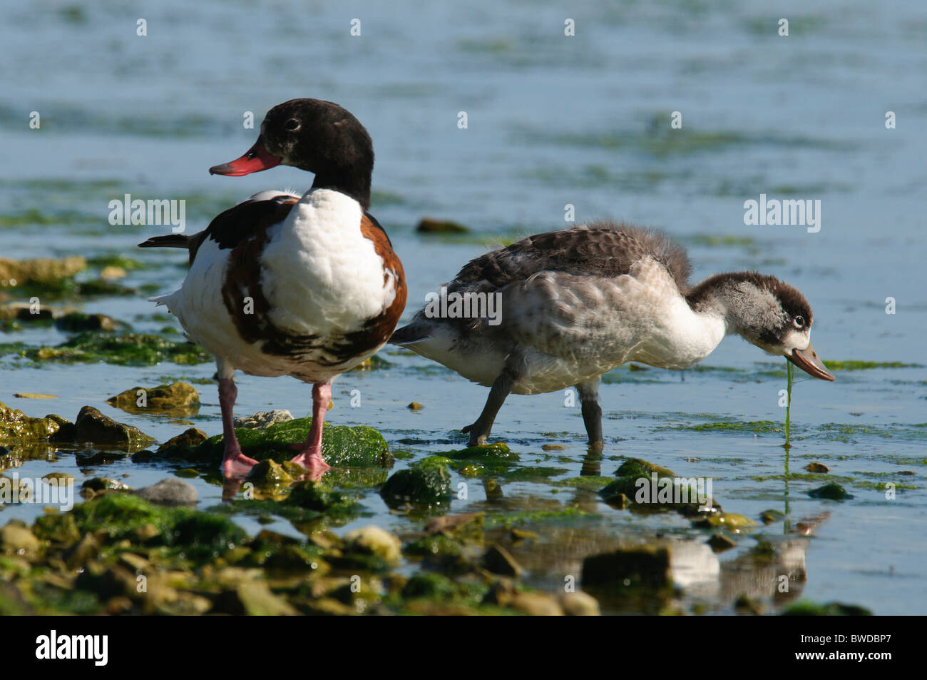 Duckling with mother hi-res stock photography and images - Alamy