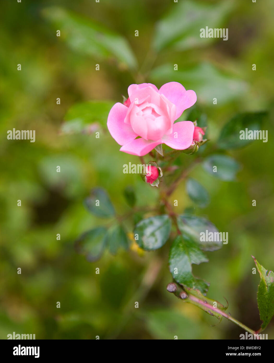 Miniature Rose on stem in garden Stock Photo - Alamy