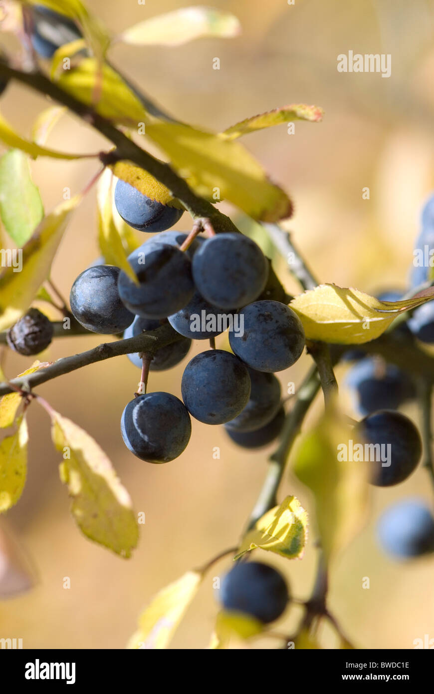 Makings of gin hi-res stock photography and images - Alamy