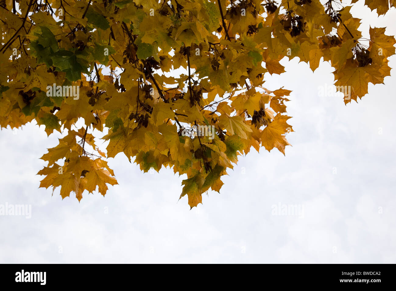 Edge frond leaf hi-res stock photography and images - Alamy