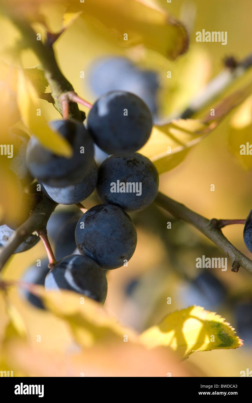 Yeast bloom hi-res stock photography and images - Alamy