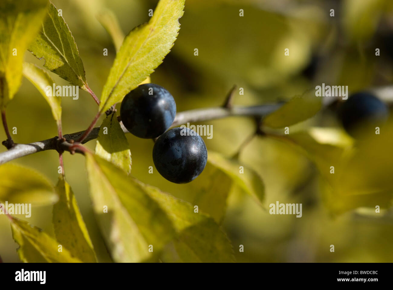 Black sloe hi-res stock photography and images - Alamy