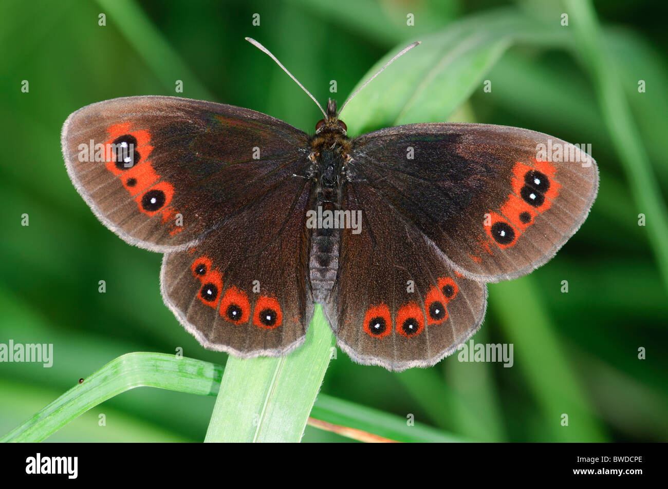 Scotch Argus Butterfly High Resolution Stock Photography and Images - Alamy
