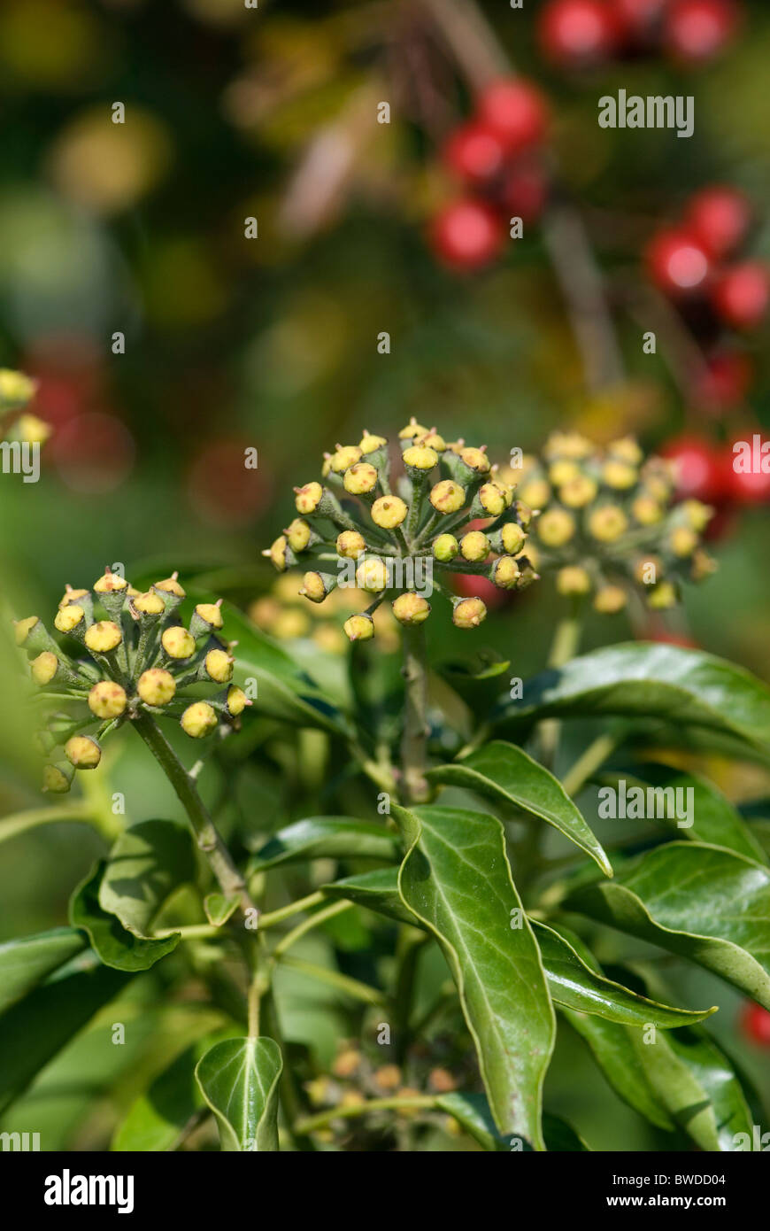 English ivy bird hi-res stock photography and images - Alamy