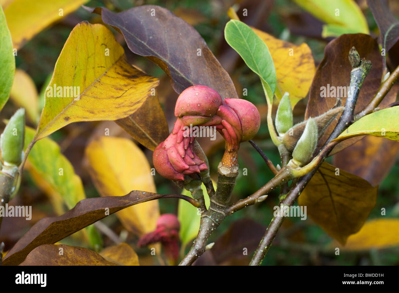 Magnolia tree red seed pod hi-res stock photography and images - Alamy