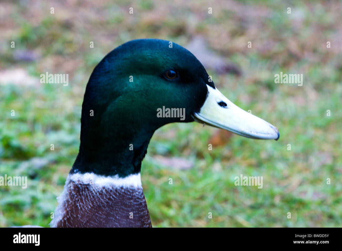 Mallard wood hi-res stock photography and images - Alamy