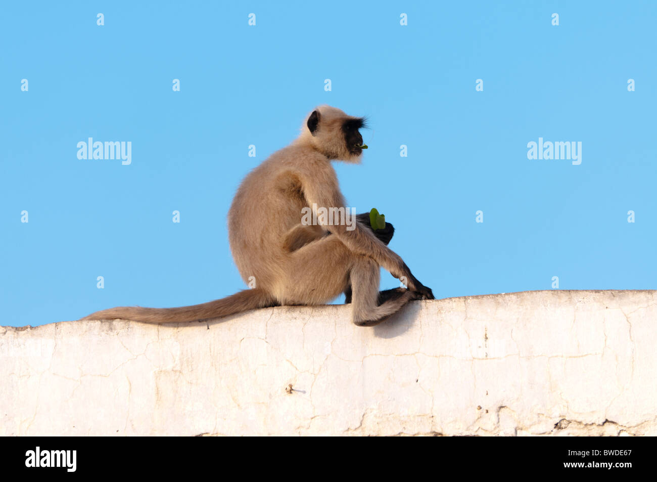 Monkey side profile eating hi-res stock photography and images - Alamy