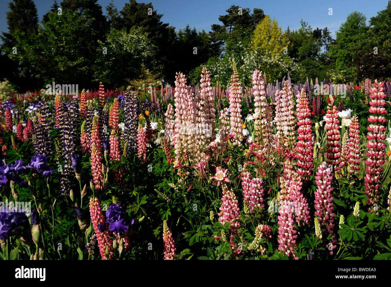 mixed herbaceous perennial flower bed border garden multi multiple ...