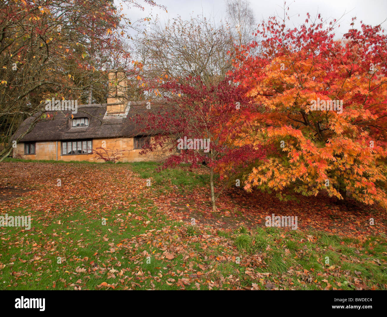 autumn woodland at batsford arboretum the cotswolds gloucestershire ...