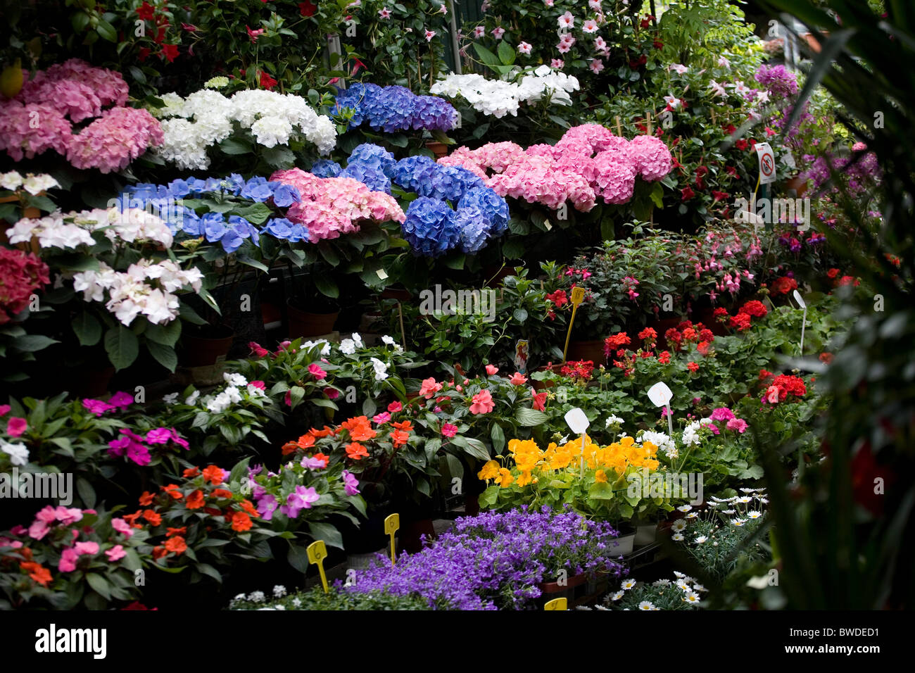 Paris flower market ile de la cité hi-res stock photography and images ...