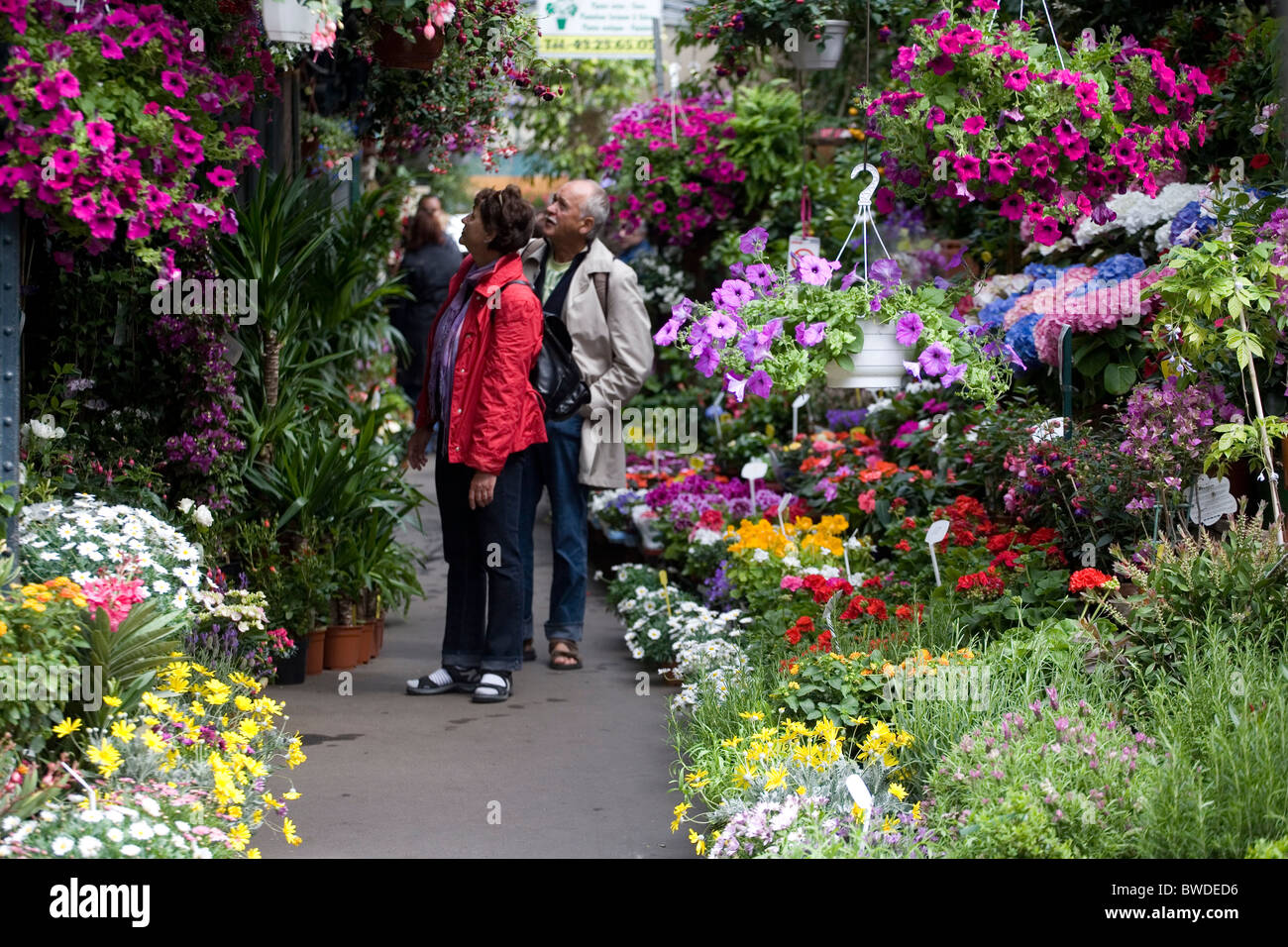 Paris flower market ile de la cité hi-res stock photography and images ...