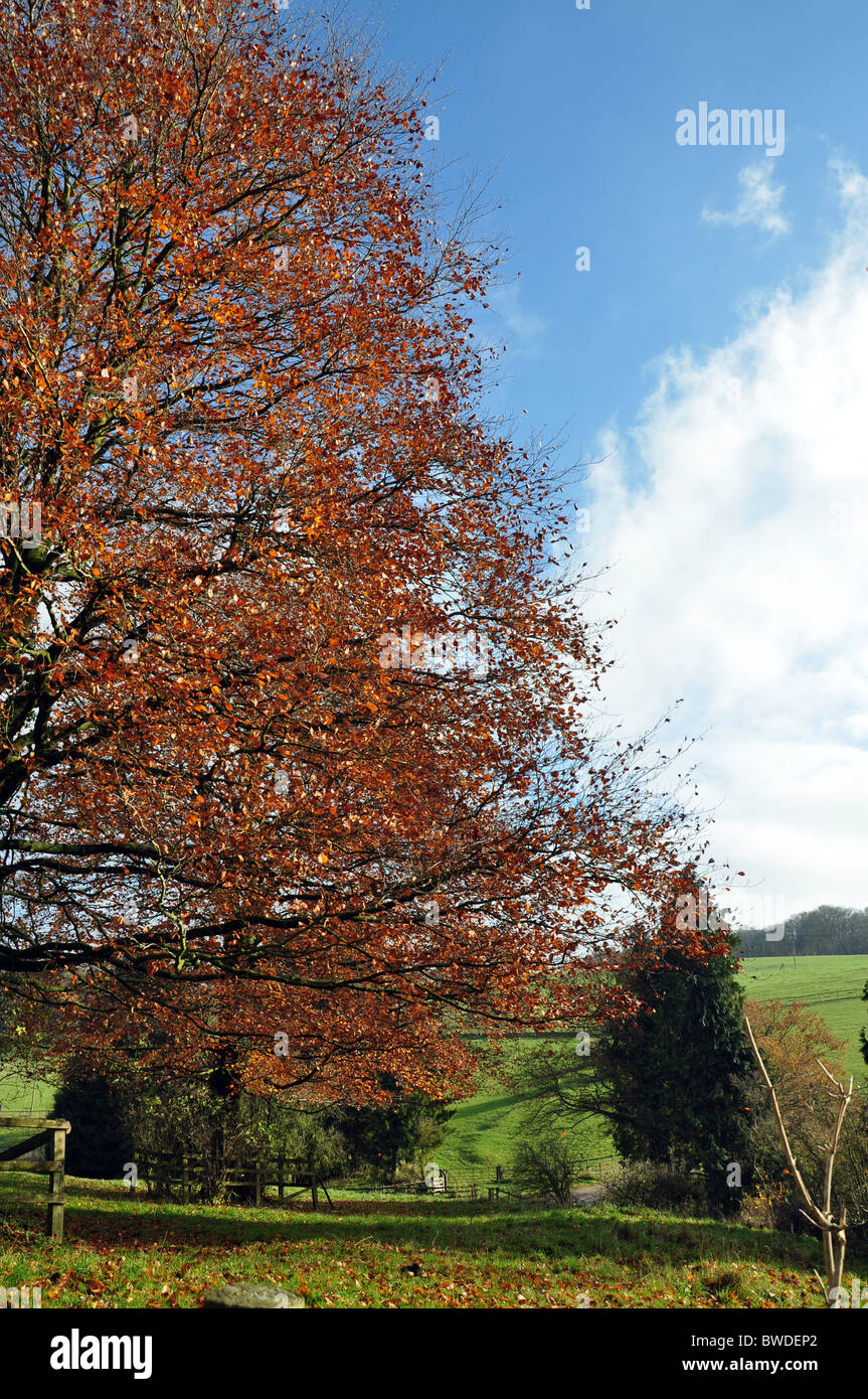 Beech tree in all of its glorious Autumn colour with a beautiful ...