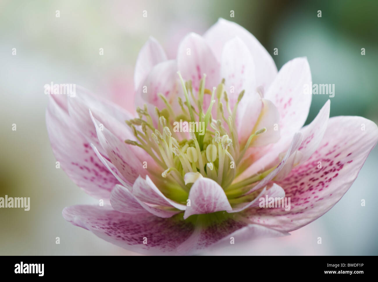 A single pink Hellebore flower - Helleborus Orientalis the Christmas ...